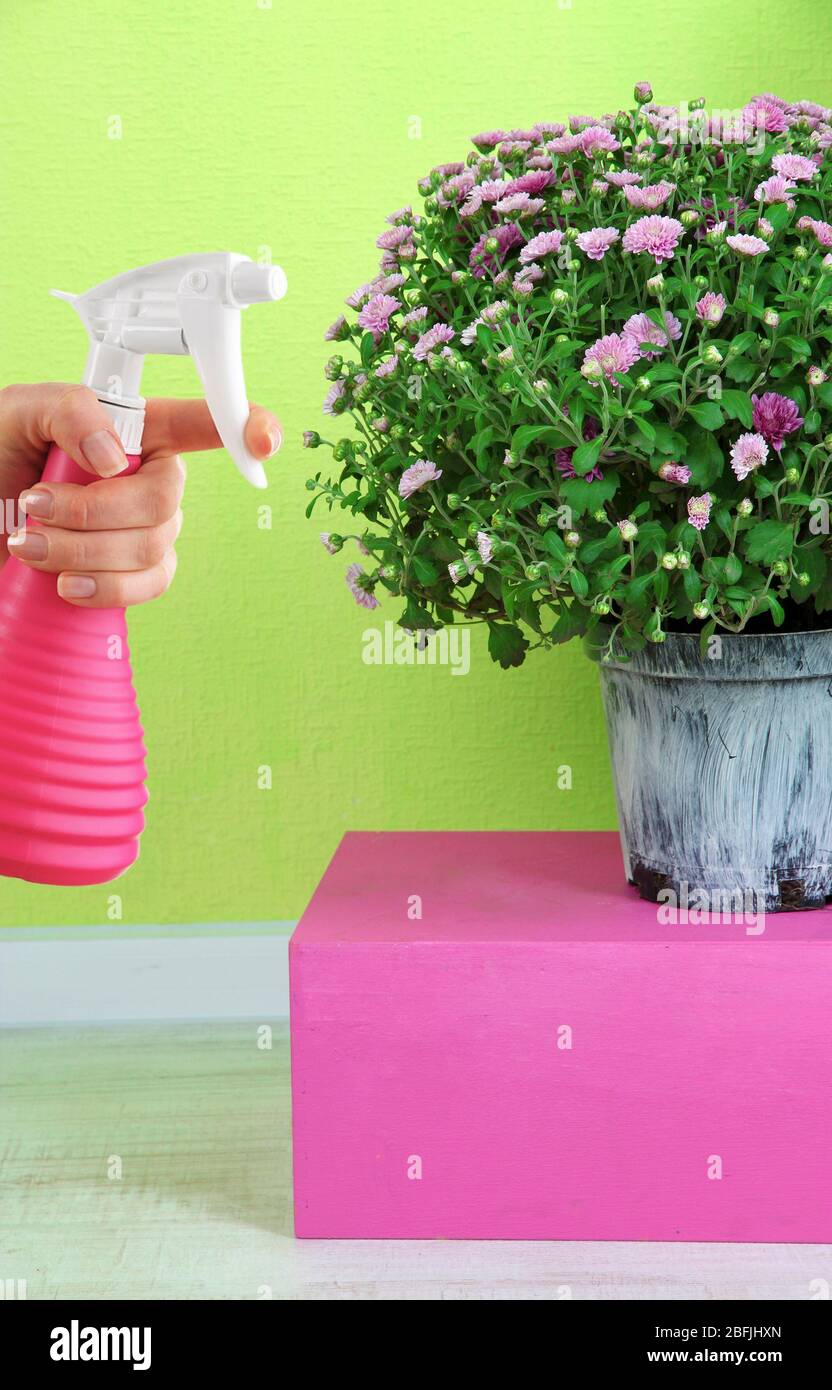Female hand sprayer beautiful bouquet hi-res stock photography and ...