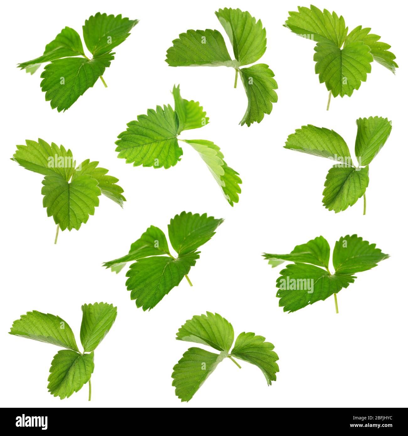 Strawberry leaves, isolated on white Stock Photo - Alamy