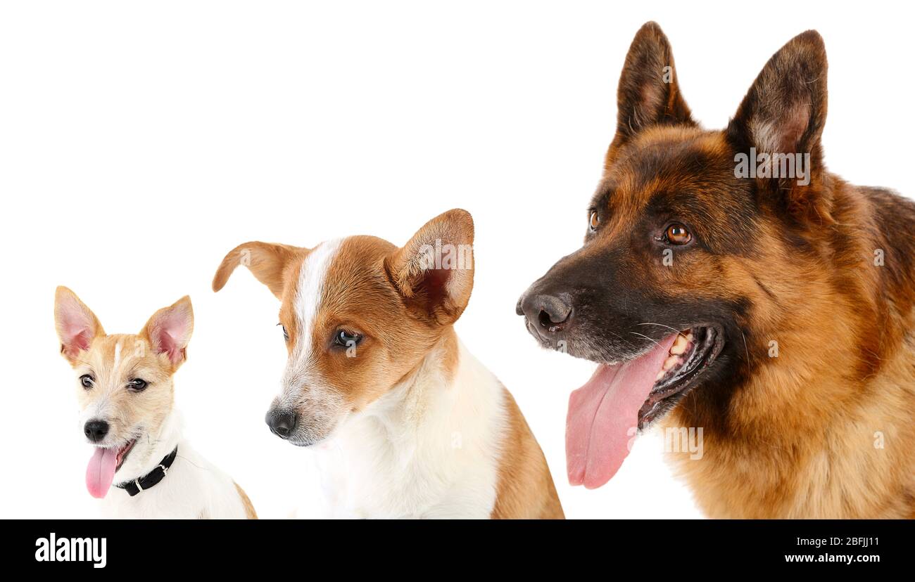 Dogs in row isolated on white Stock Photo - Alamy