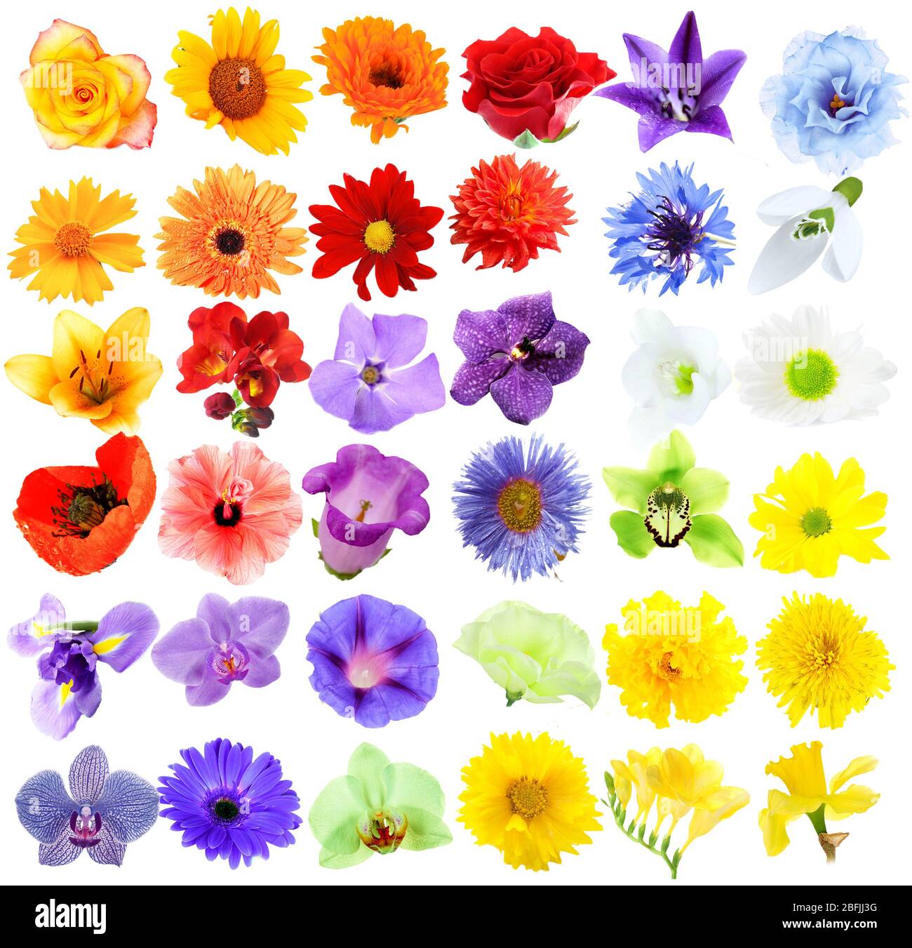 Collage orchid Cut Out Stock Images & Pictures - Alamy