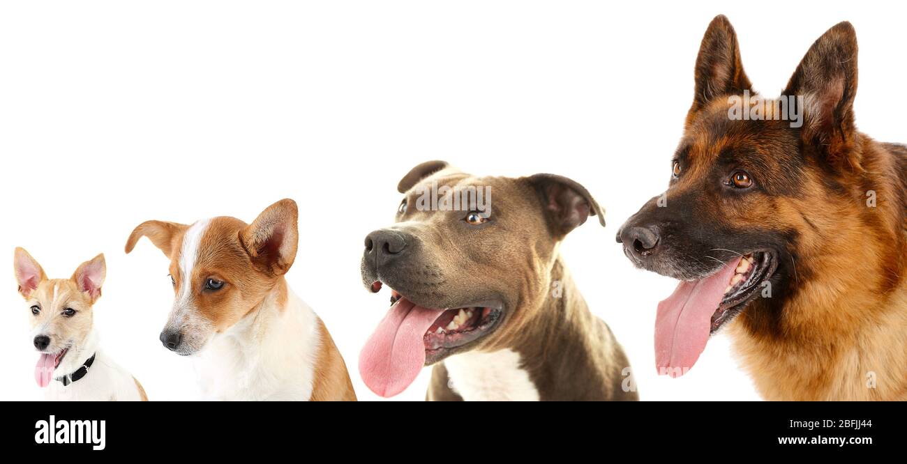 Dogs in row isolated on white Stock Photo - Alamy