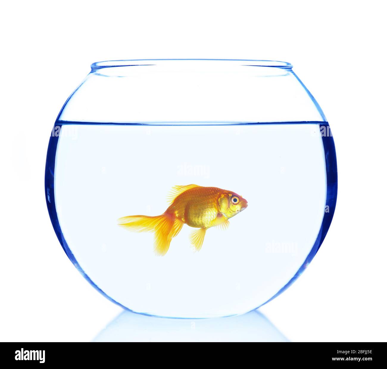 Goldfish in round glass goldfish bowl hi-res stock photography and ...