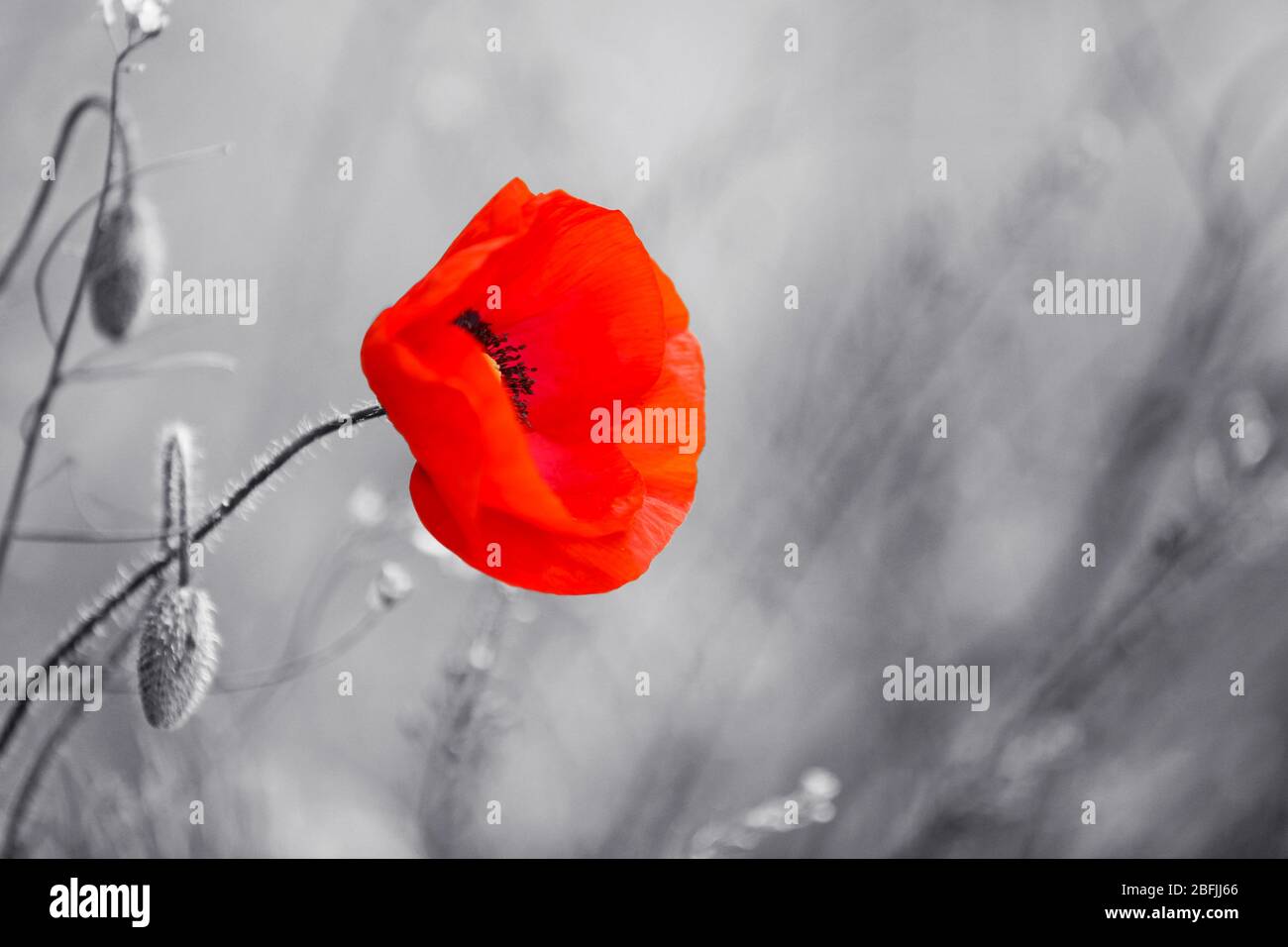 Sepia poppy hi-res stock photography and images - Alamy