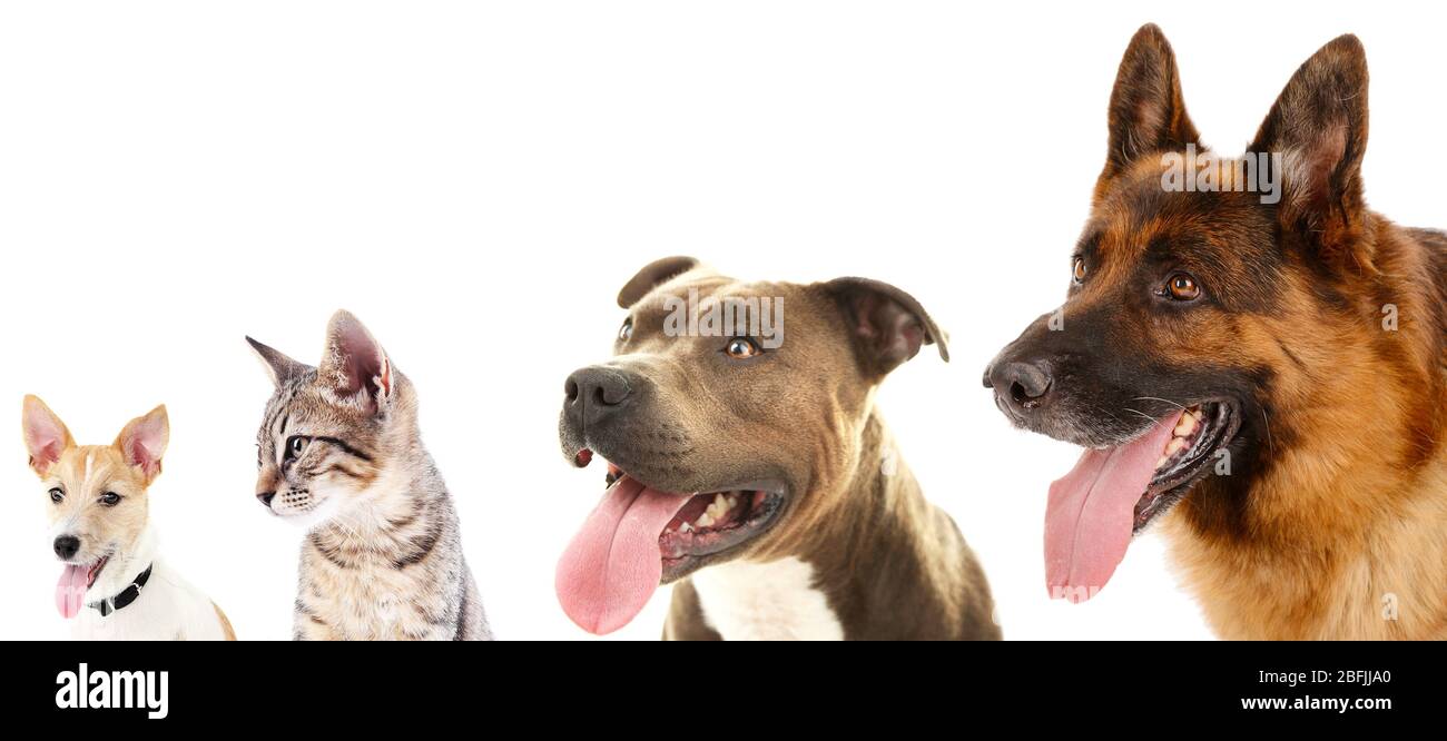 Cute pets in row isolated on white Stock Photo - Alamy