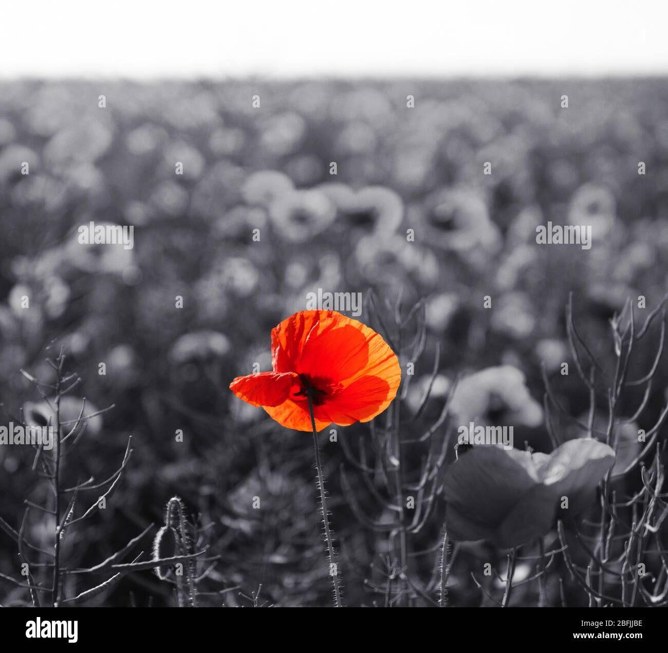 Red poppy flowers for Remembrance Day / Sunday Stock Photo - Alamy