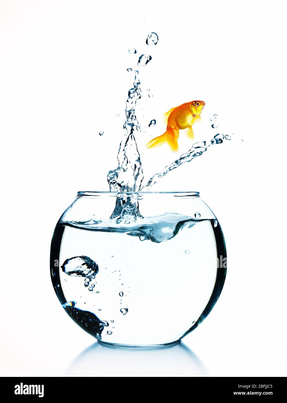 Goldfish jumping from glass aquarium, isolated on white Stock Photo - Alamy