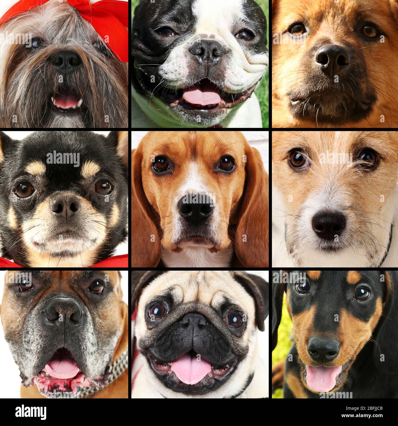Collage of different dogs Stock Photo - Alamy