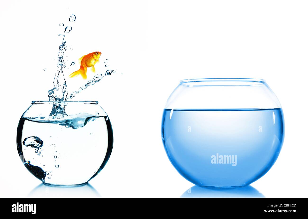 Goldfish jumping from glass aquarium, isolated on white Stock Photo - Alamy