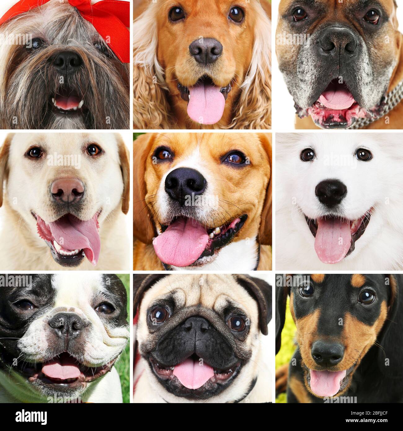 Collage of different dogs Stock Photo - Alamy