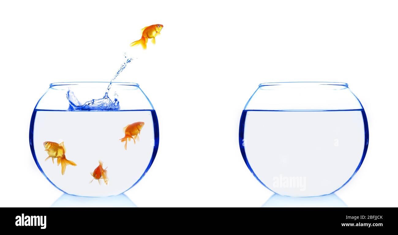 Goldfish jumping from glass aquarium, isolated on white Stock Photo - Alamy