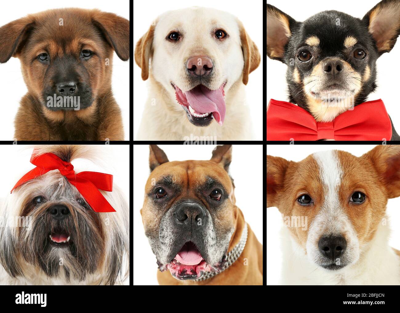 Collage of different dogs Stock Photo - Alamy