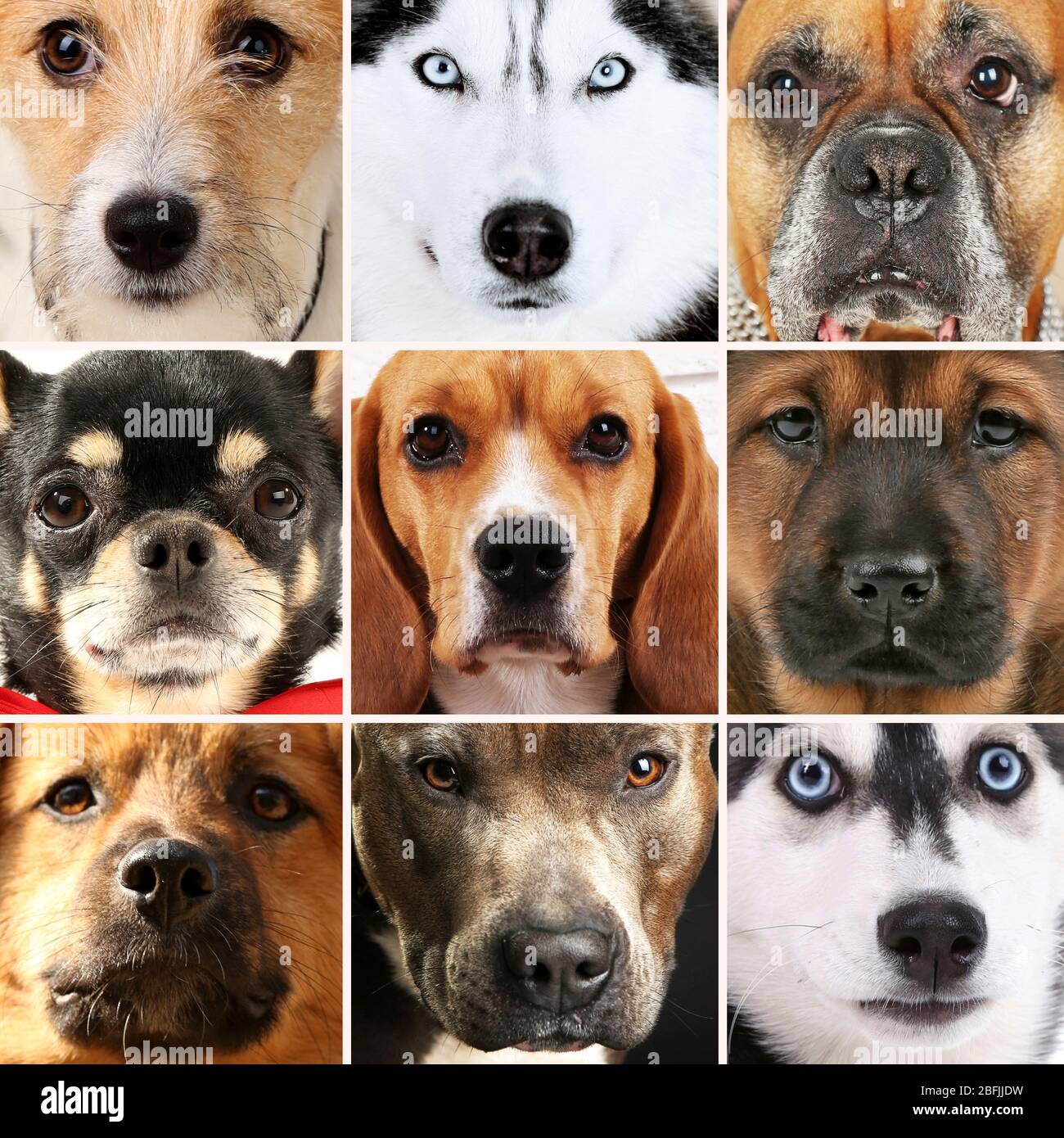 Different dog breed big small hi-res stock photography and images - Alamy