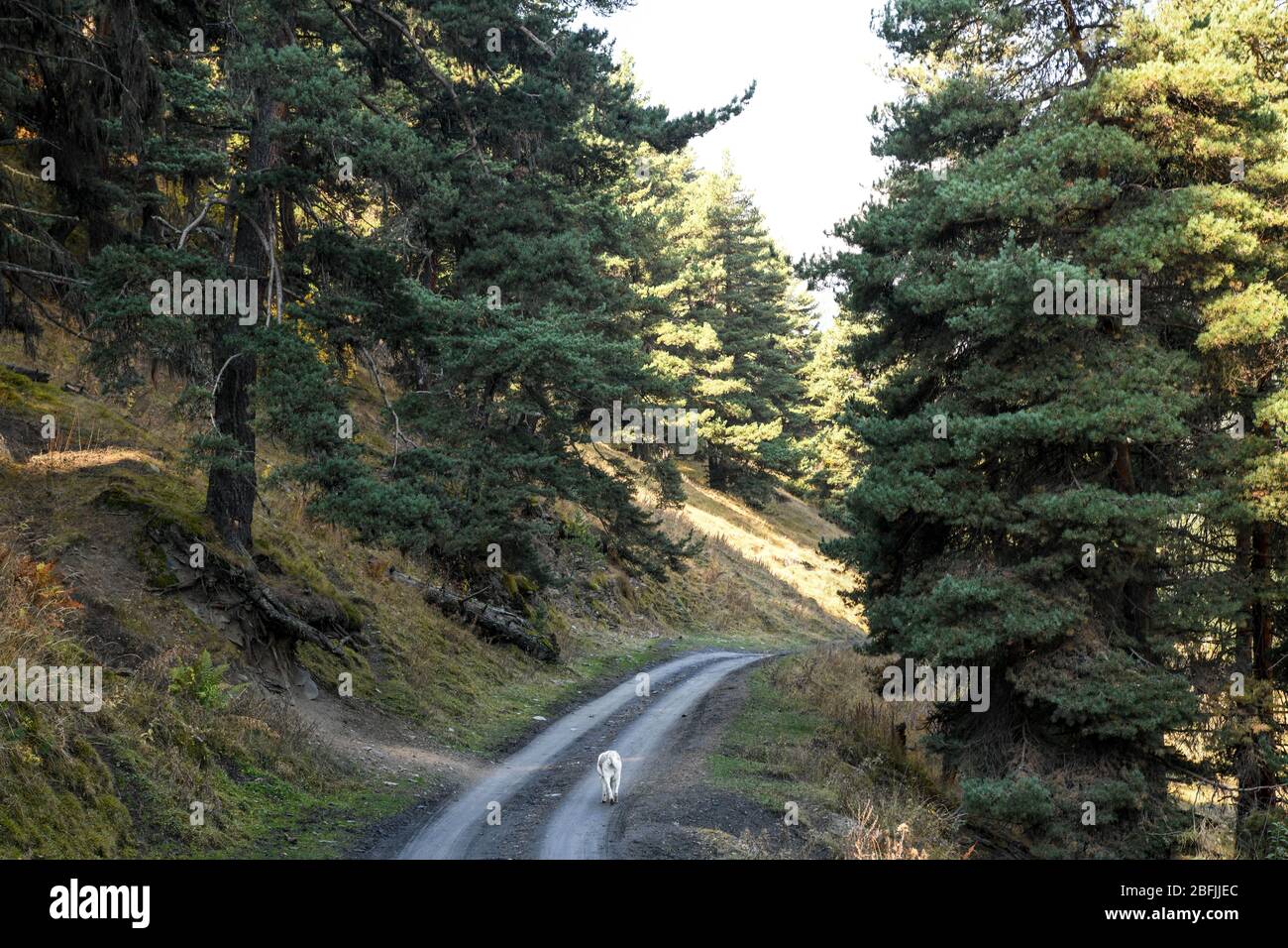 Caucasus, Georgia, Tusheti region, Omalo. A Georgian shepherd dog walks ...