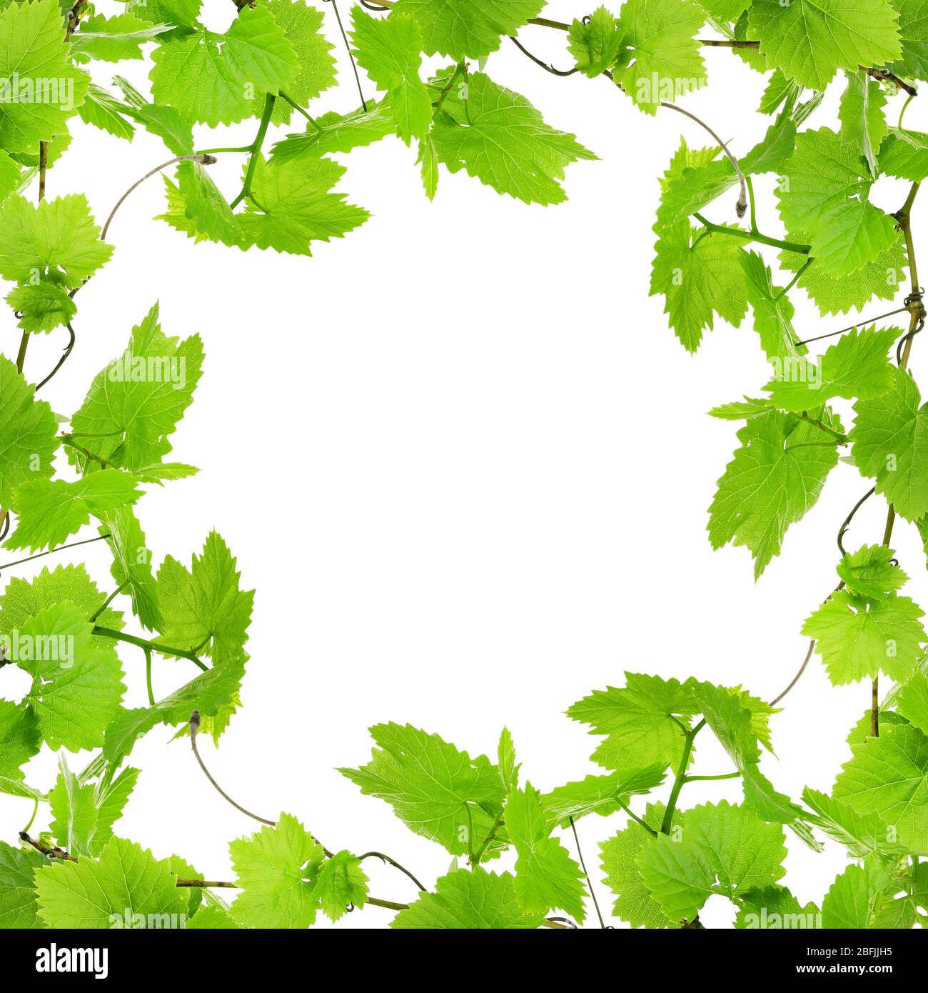 Frame of grape branches with green leaves, isolated on white Stock ...