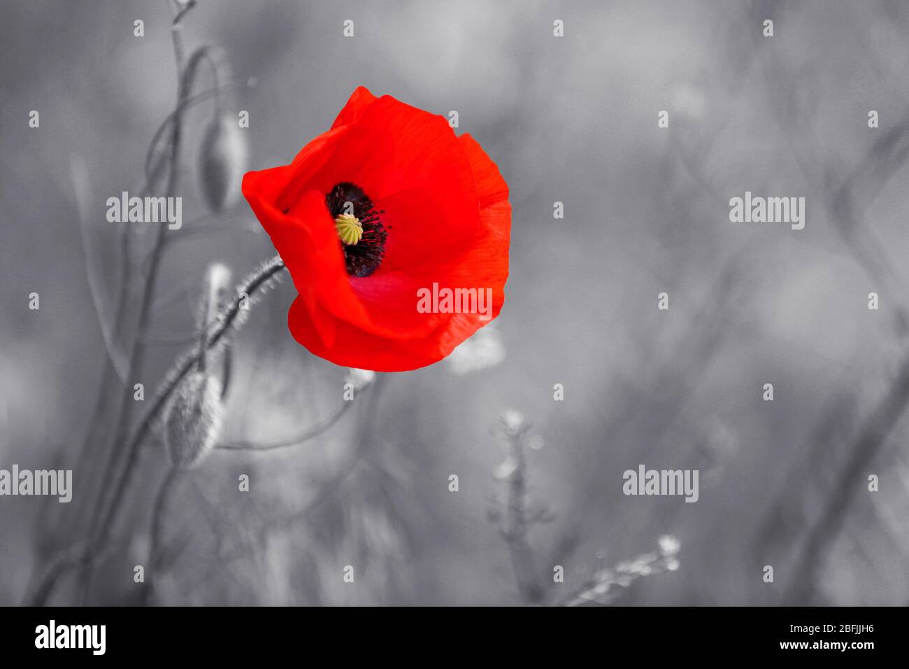 Red poppy flower for Remembrance Day / Sunday Stock Photo - Alamy