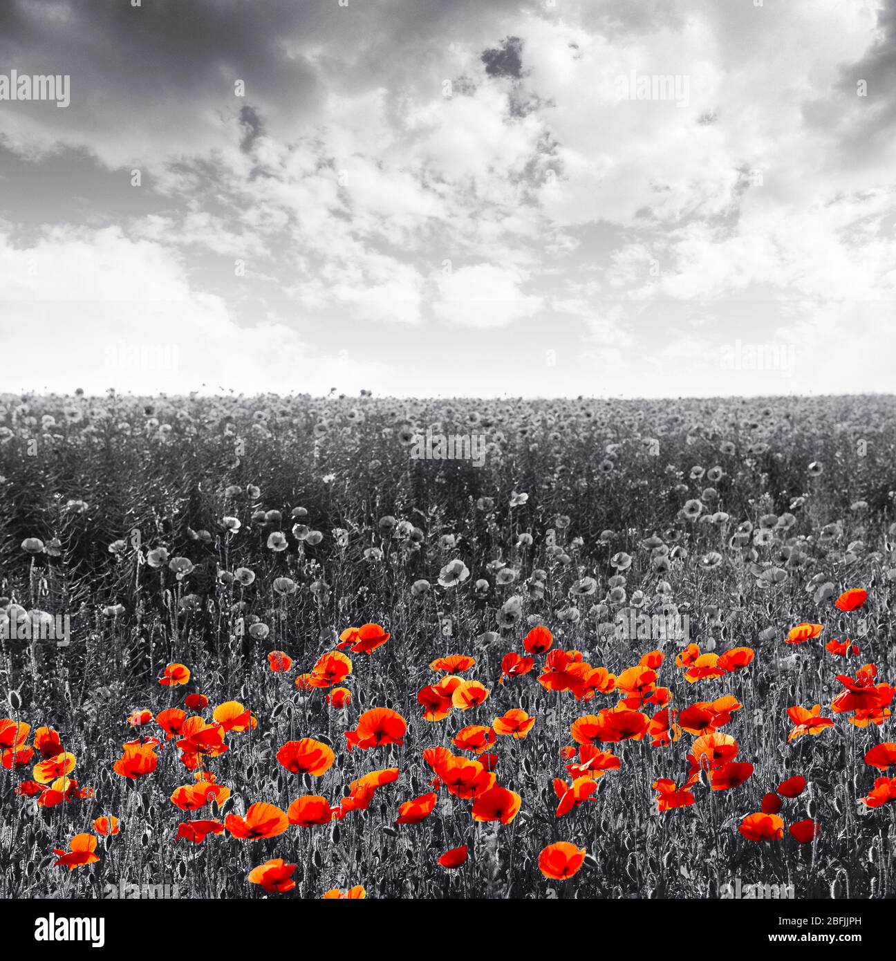 Red poppy flowers for Remembrance Day / Sunday Stock Photo - Alamy