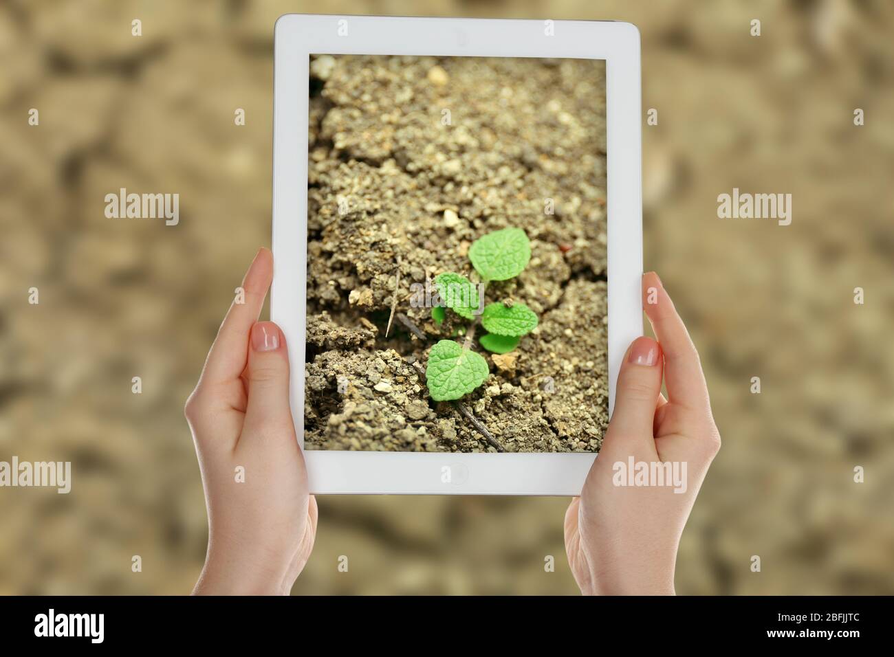 Using tablet to take photos of green plant in soil Stock Photo - Alamy