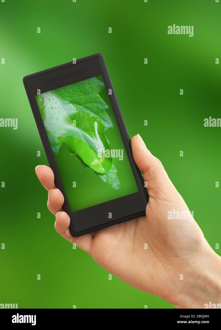 Using mobile phone to take photos of green leaf with drops Stock Photo ...