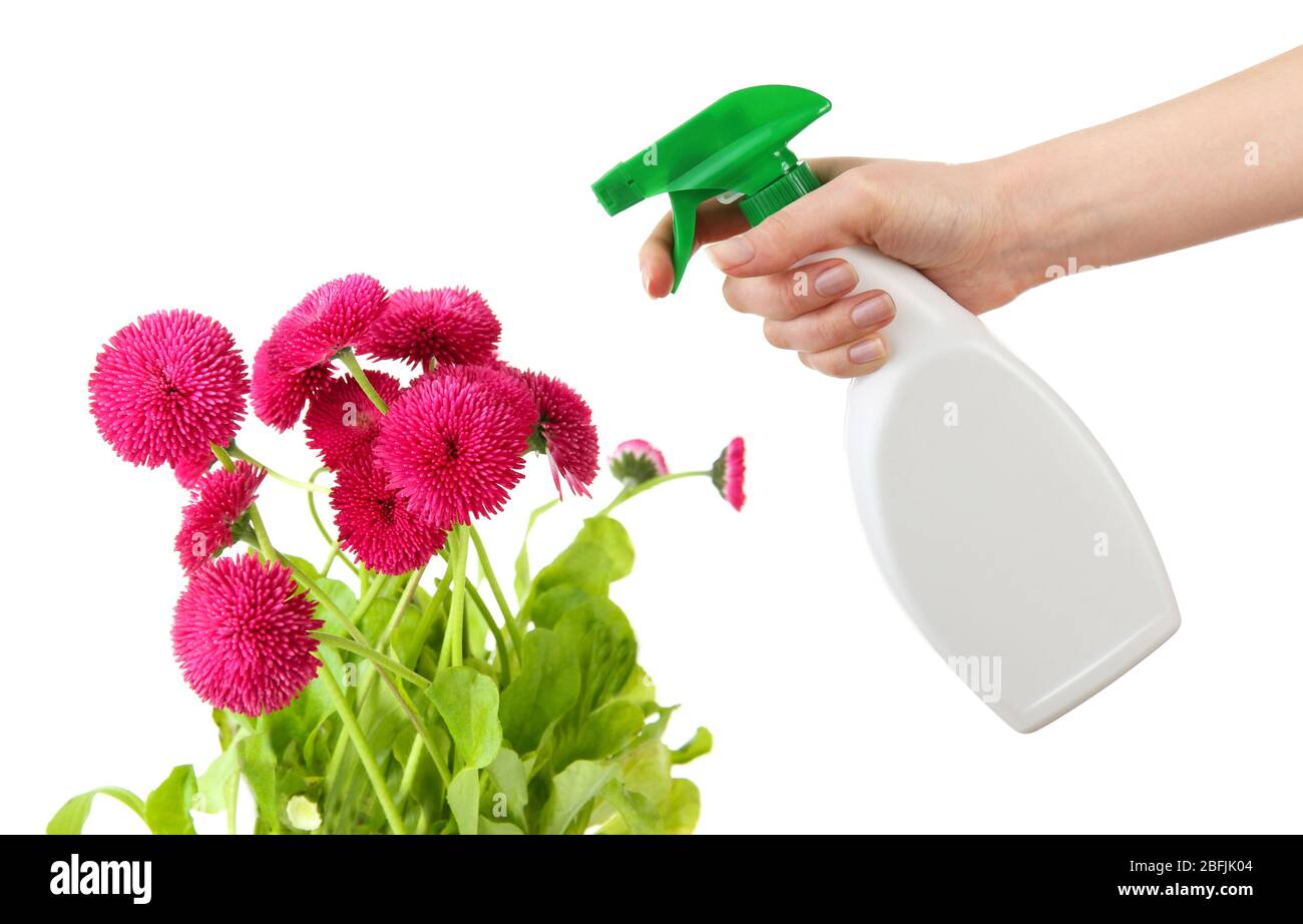 Female hand sprayer beautiful bouquet hi-res stock photography and ...