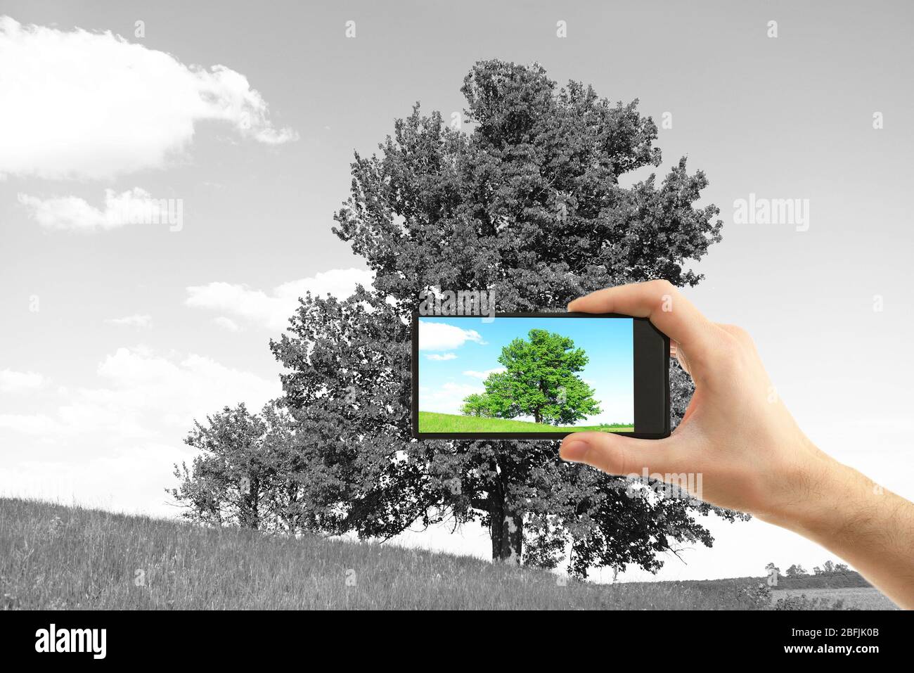 Hand taking photo of tree in field by smartphone Stock Photo - Alamy