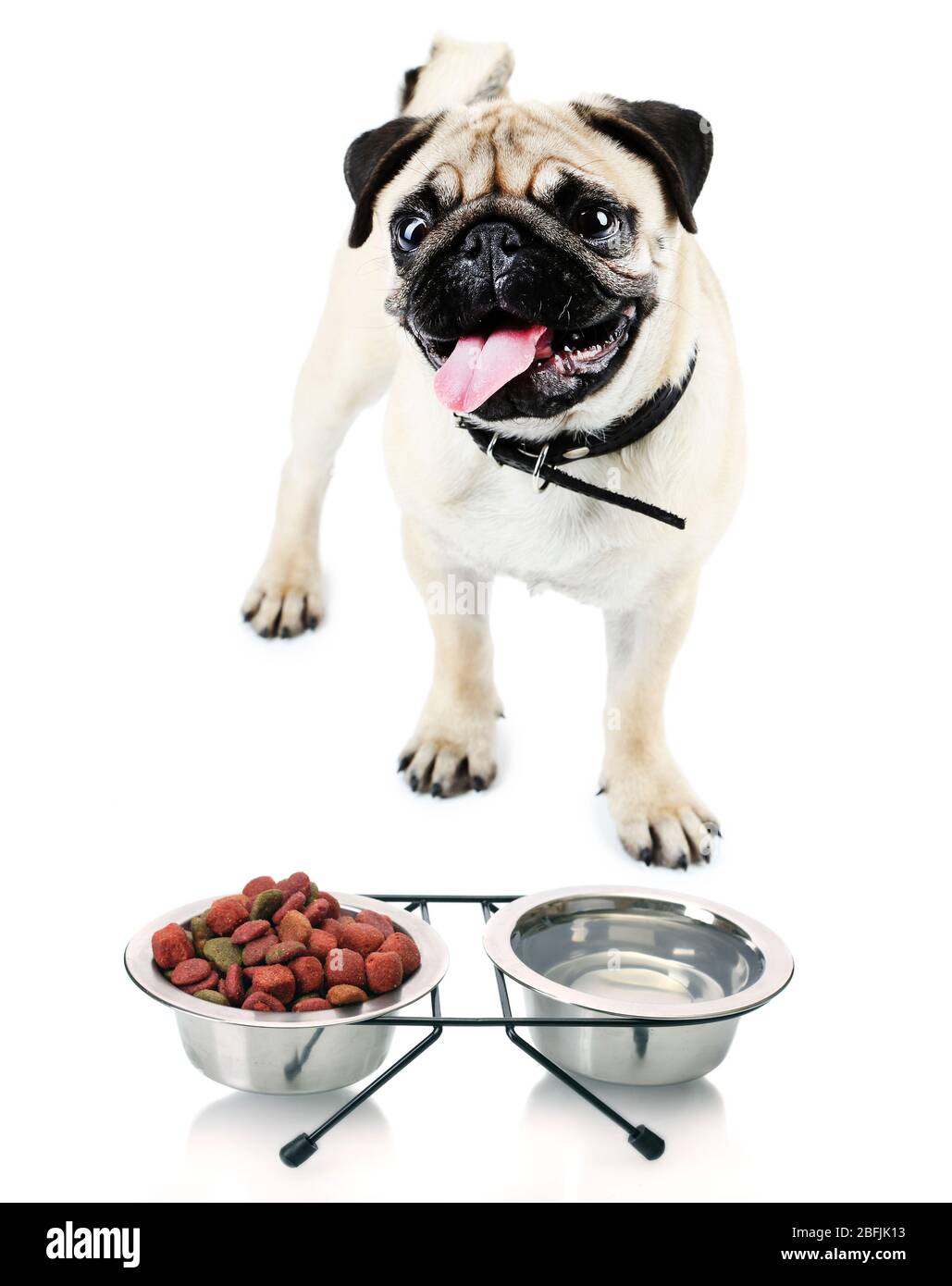 Pug dog with food isolated on white Stock Photo - Alamy
