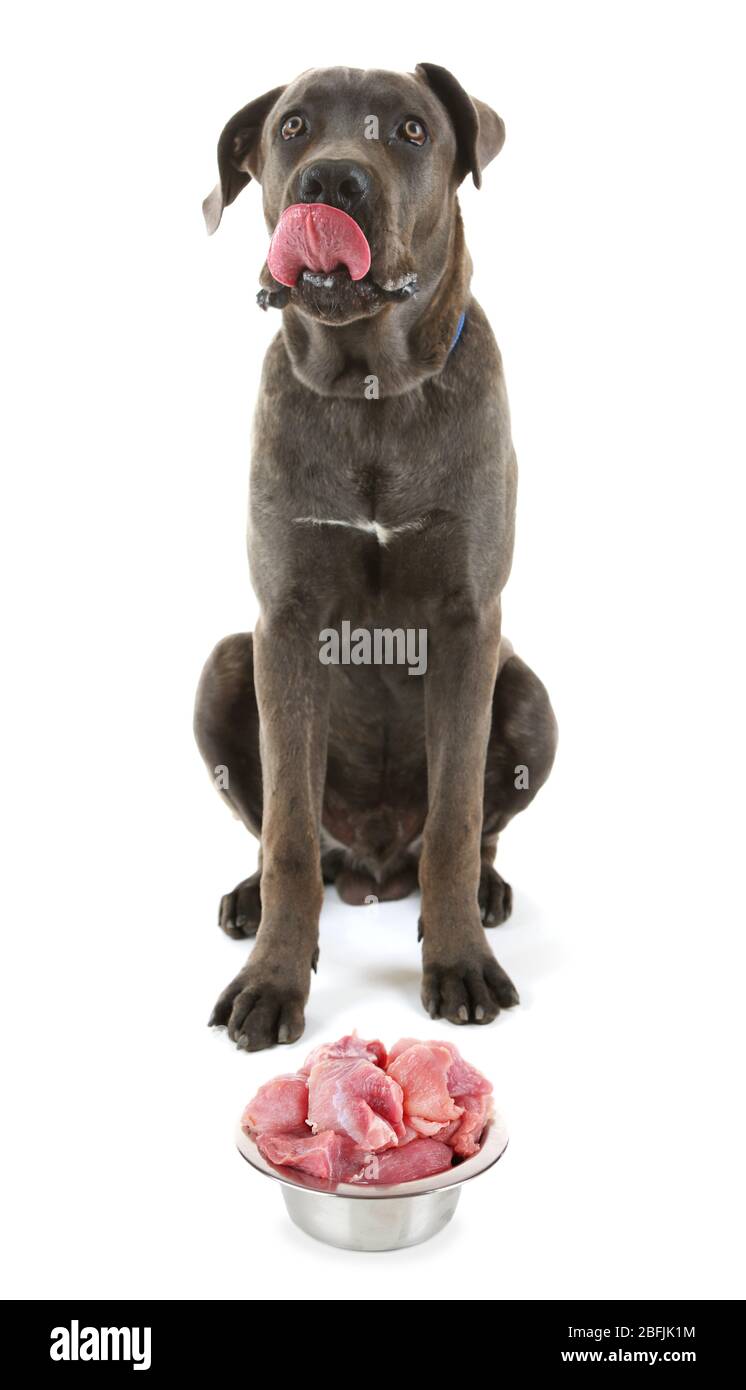 Cane Corso Food High Resolution Stock Photography and Images - Alamy