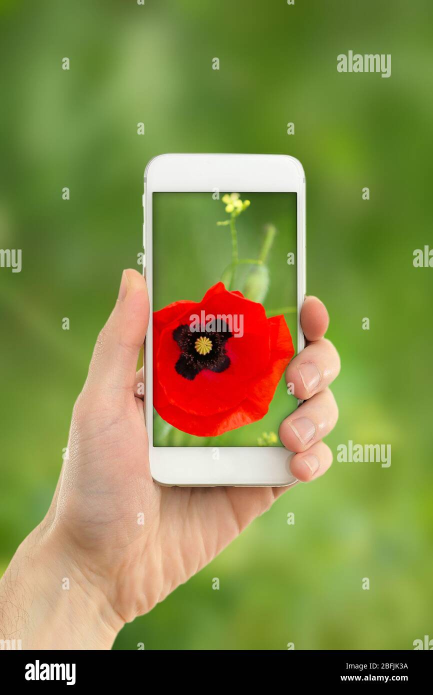 Using mobile phone to take photos of beautiful poppy flower Stock Photo ...