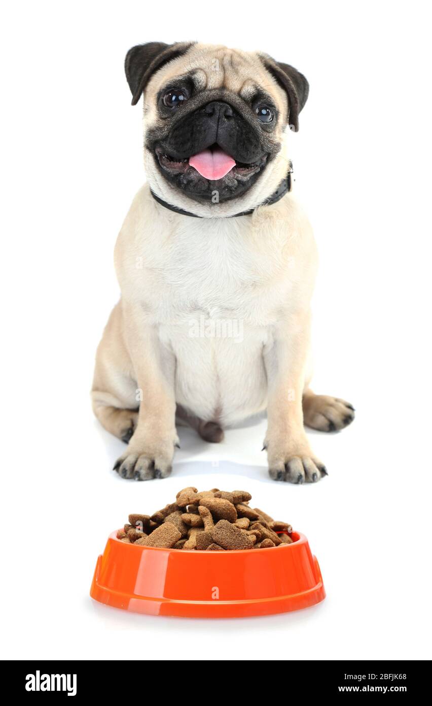 Pug dog looking food Cut Out Stock Images & Pictures - Alamy