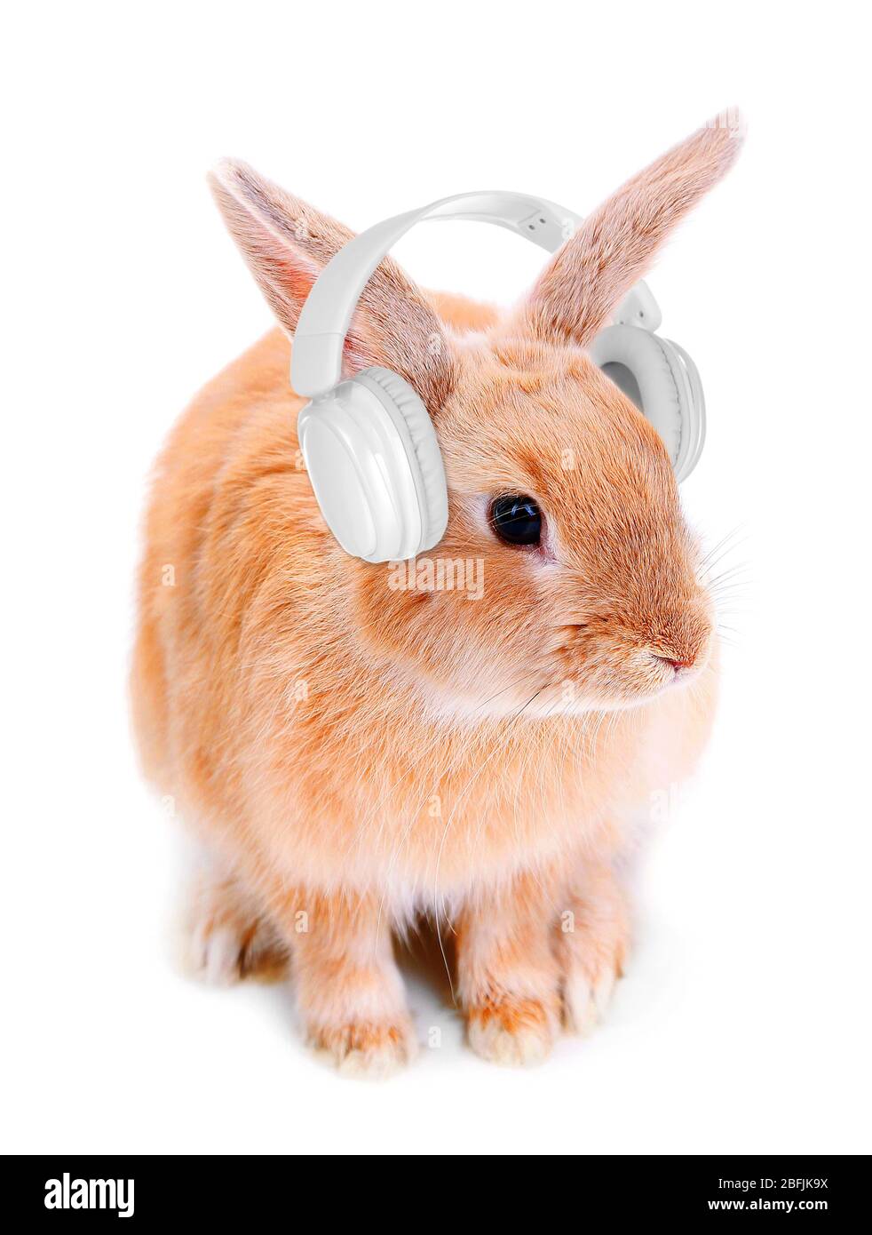 Red rabbit with headphones isolated on white Stock Photo - Alamy