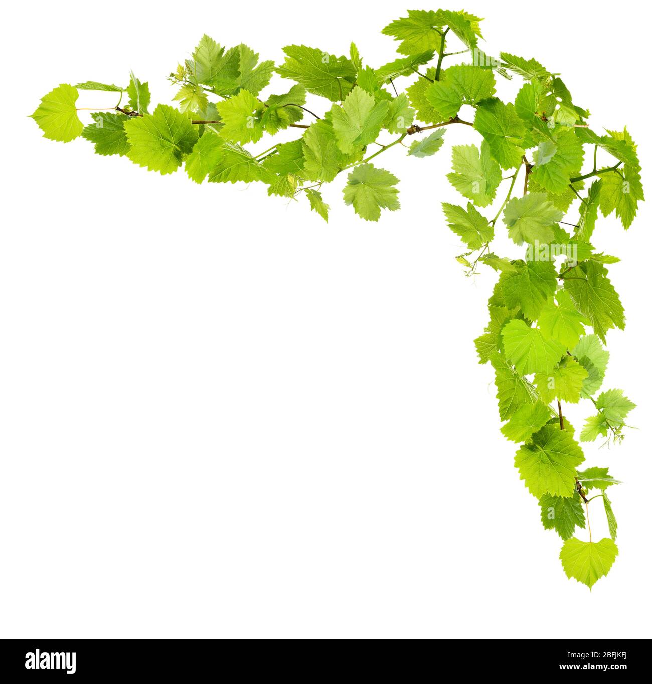 Frame of grape branches with green leaves, isolated on white Stock ...