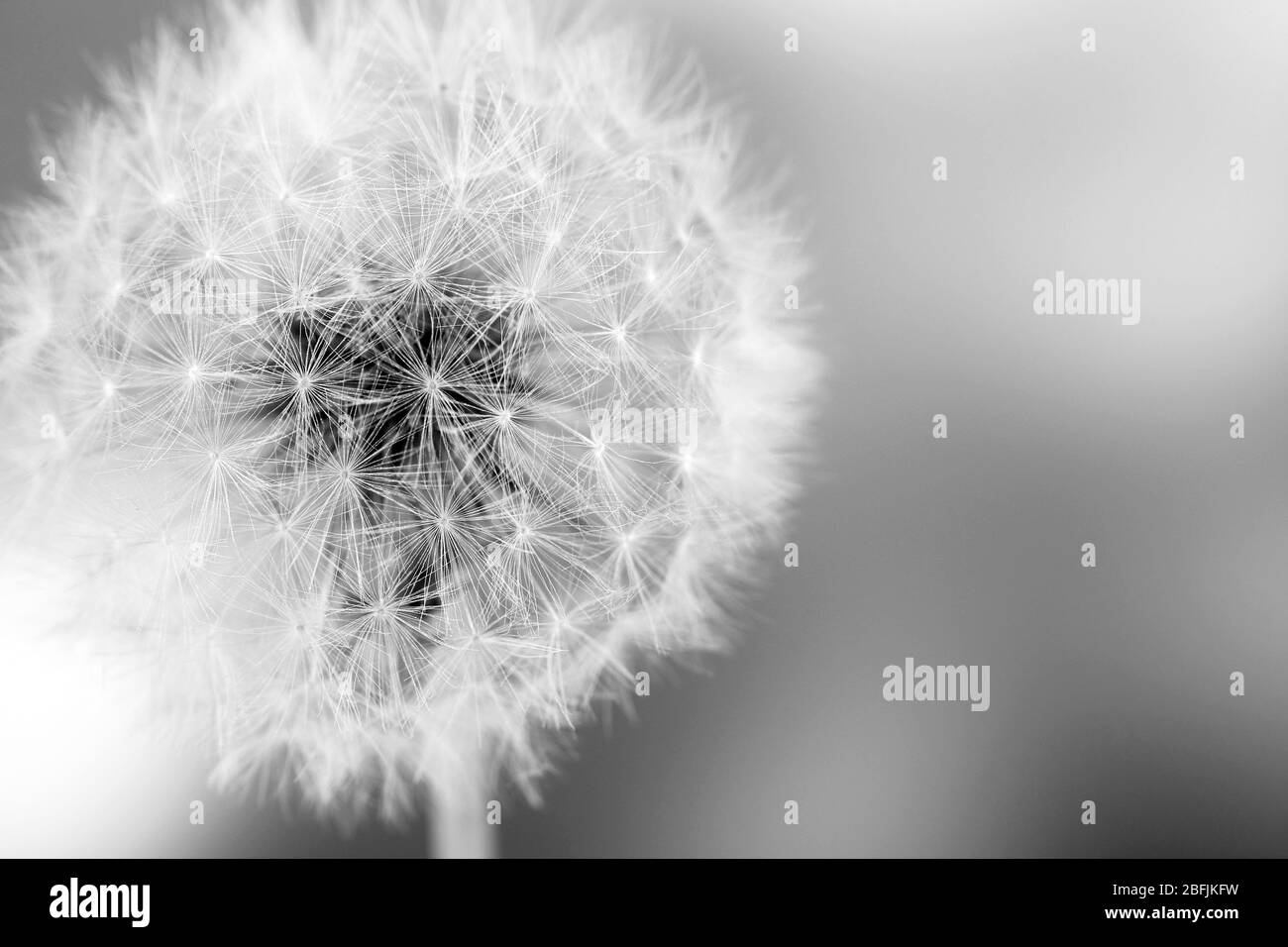 Close up photo seasonal Black and White Stock Photos & Images - Alamy