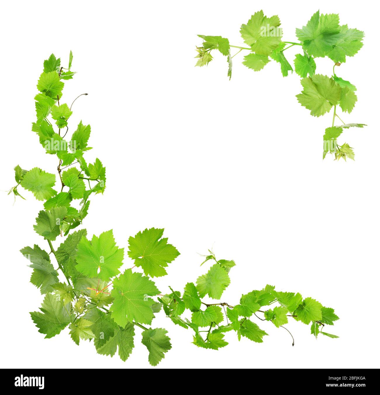 Frame of grape branches with green leaves, isolated on white Stock ...