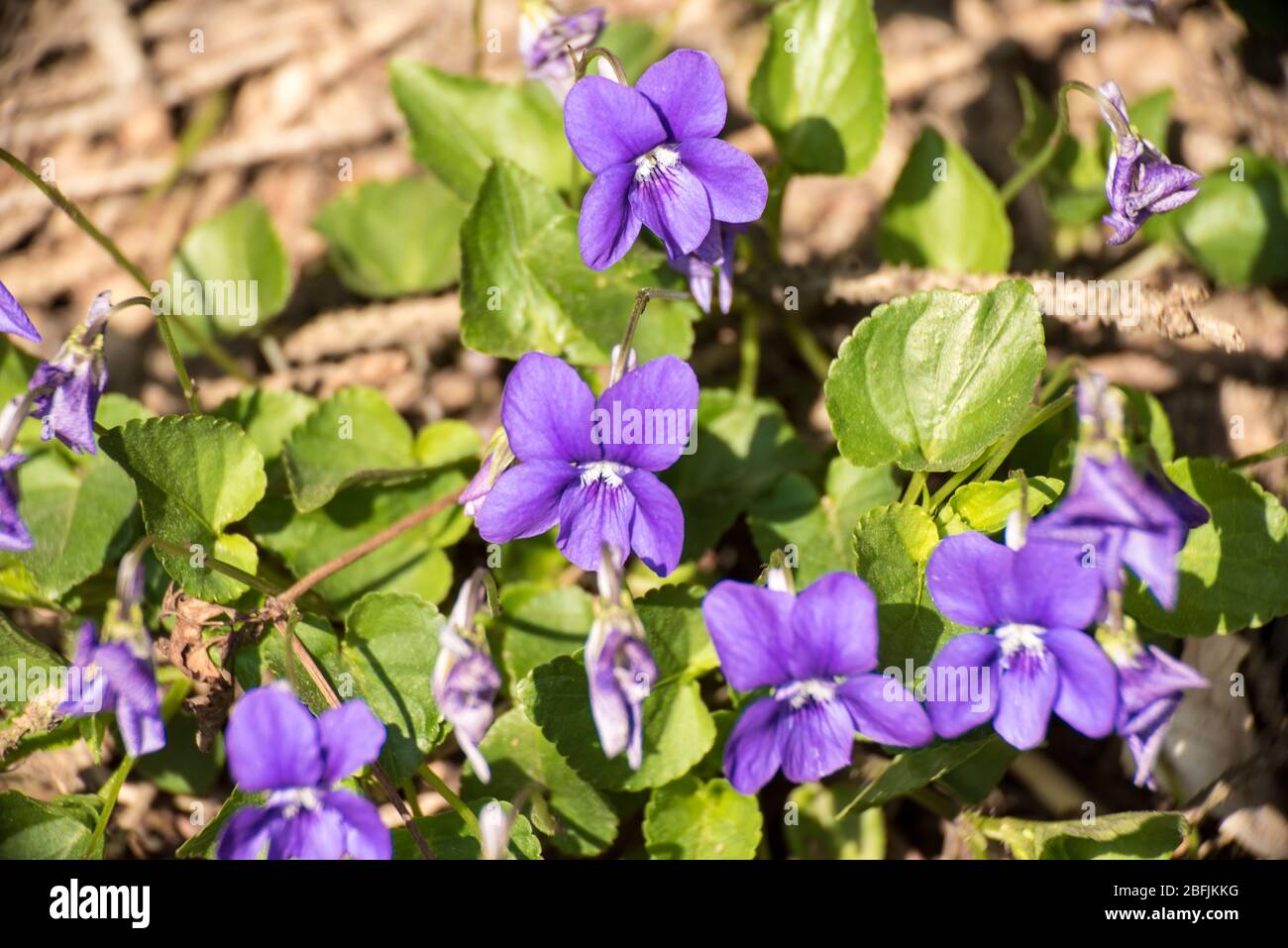 First violet blooming in spring sun Viola odorata Stock Photo - Alamy
