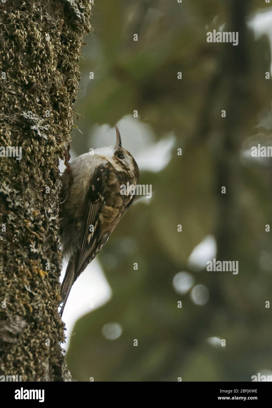 Hodgson's treecreeper hi-res stock photography and images - Alamy