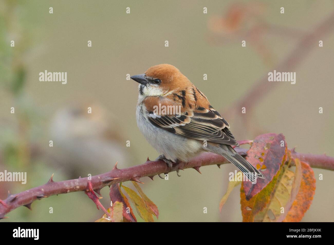 Passer cinnamomeus hi-res stock photography and images - Alamy