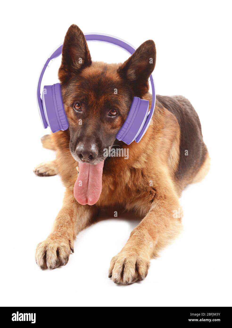 Cute dog with headphones isolated on white Stock Photo - Alamy