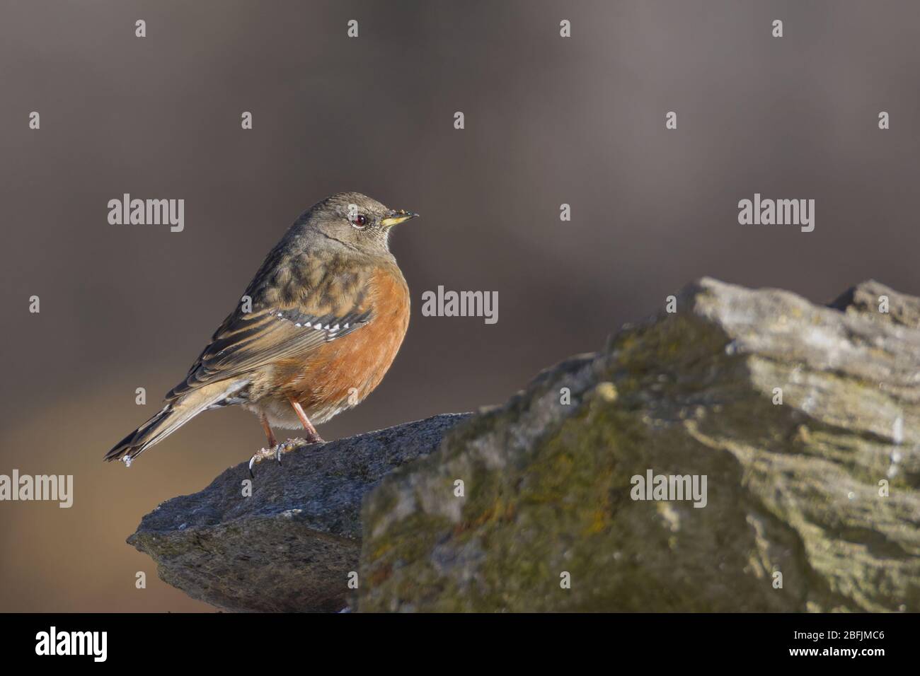 Alpine Accentor (Prunella collaris) at Uttarakhand, India Stock Photo ...