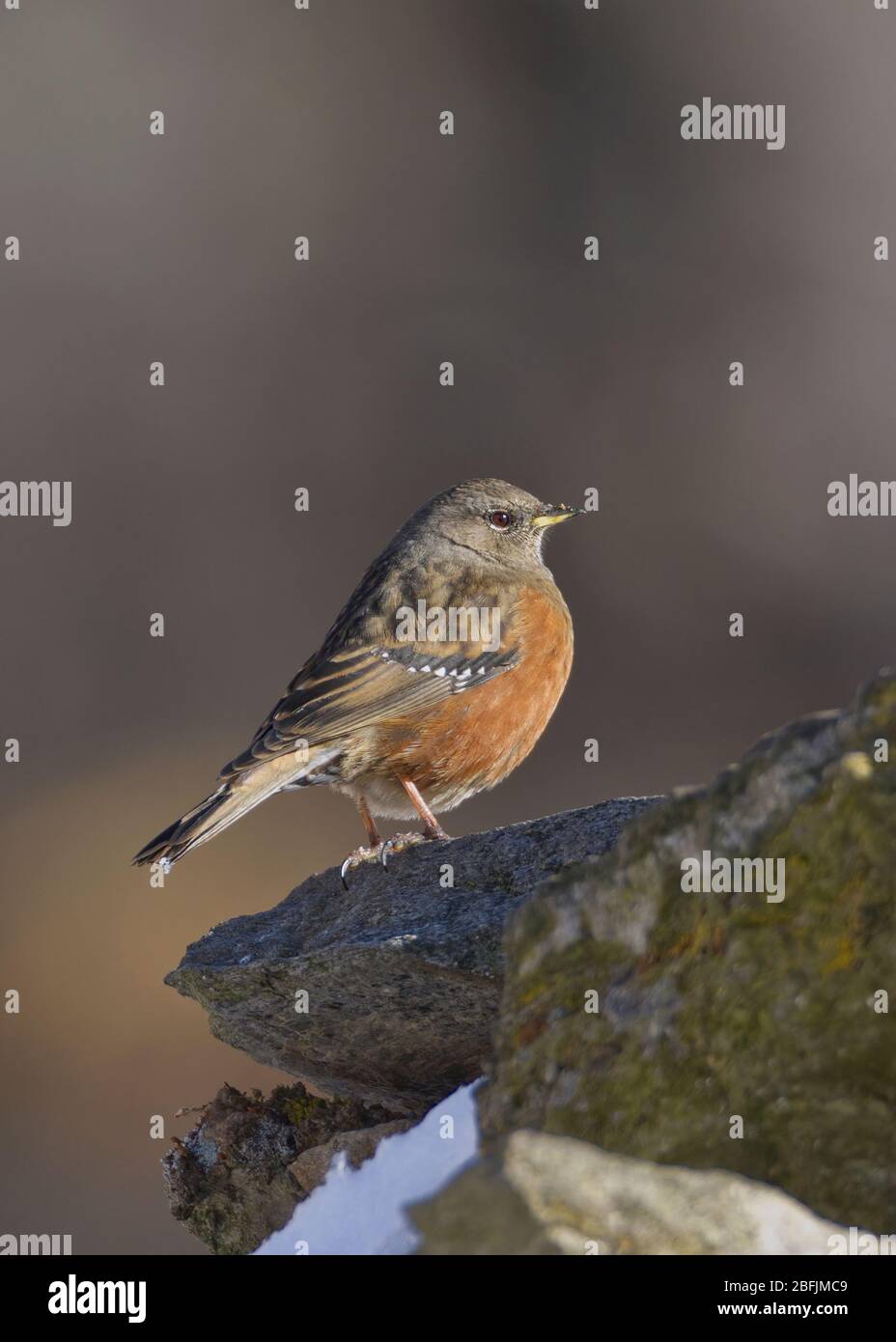 Alpine Accentor (Prunella collaris) at Uttarakhand, India Stock Photo ...