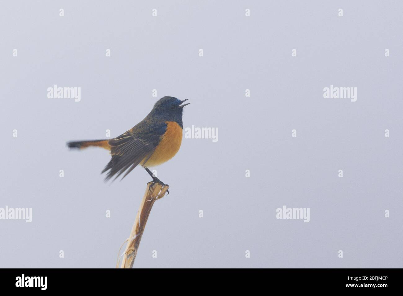 Blue-fronted redstart (Phoenicurus frontalis) at Uttarakhand, India ...