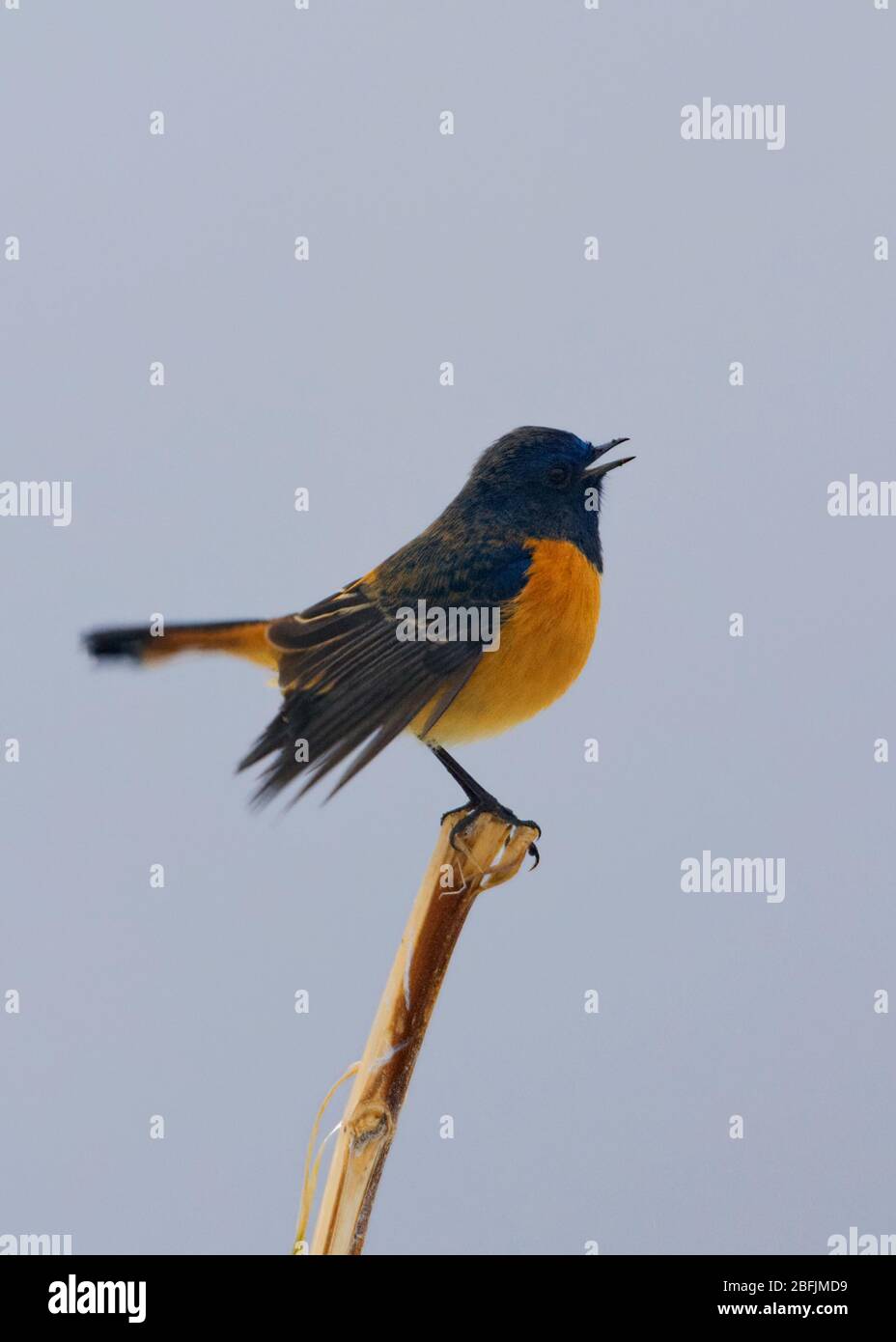 Blue-fronted redstart (Phoenicurus frontalis) at Uttarakhand, India ...
