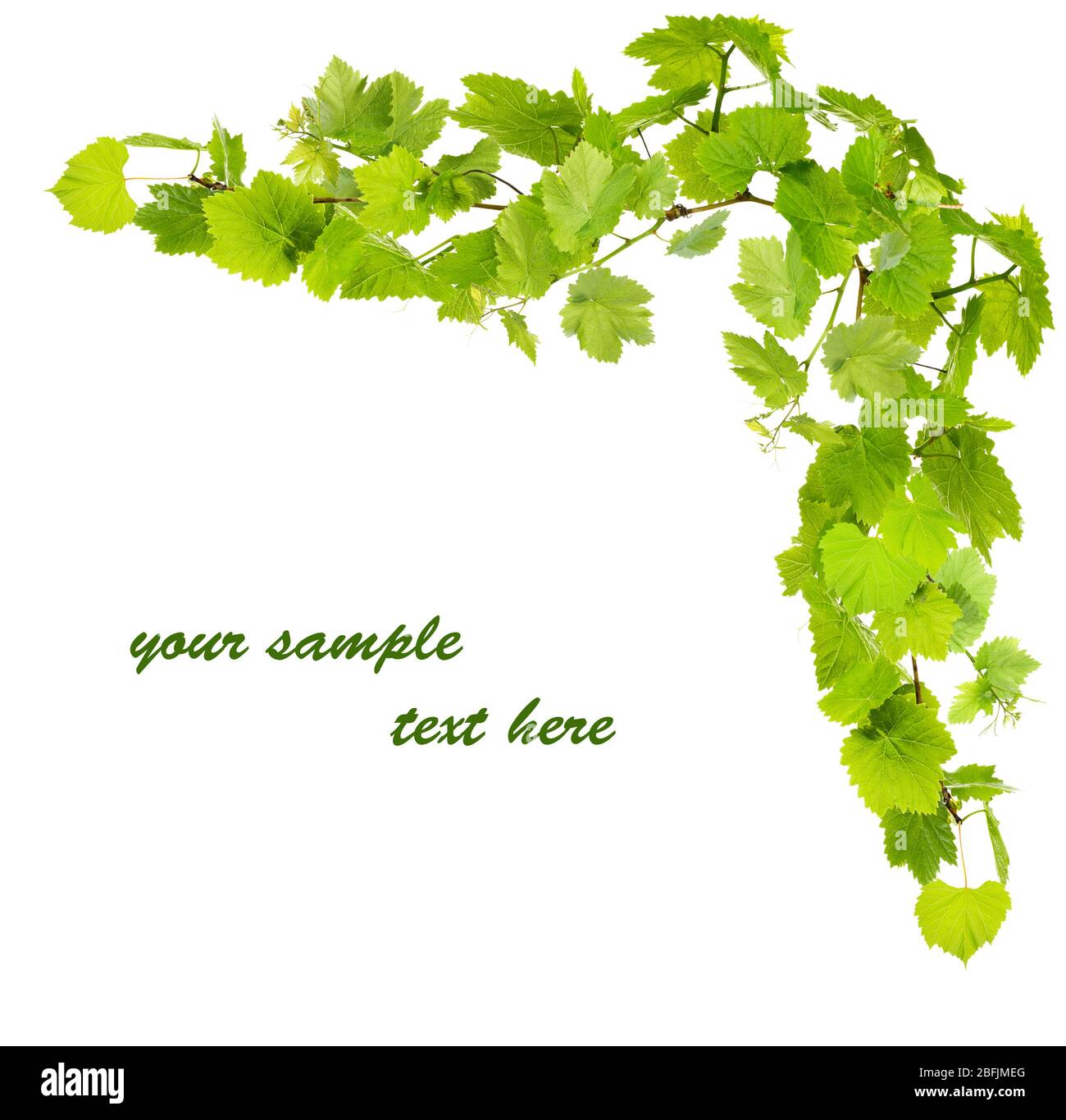 Frame of grape branches with green leaves, isolated on white Stock ...