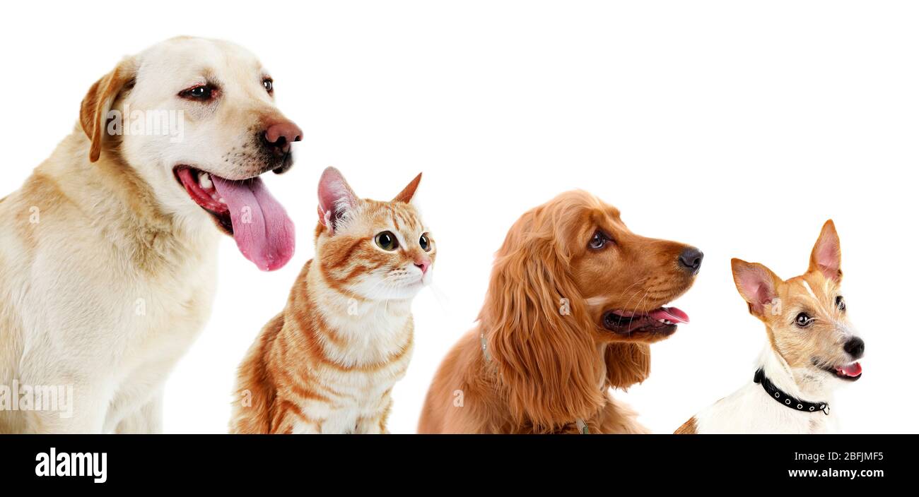 Cute pets in row isolated on white Stock Photo - Alamy