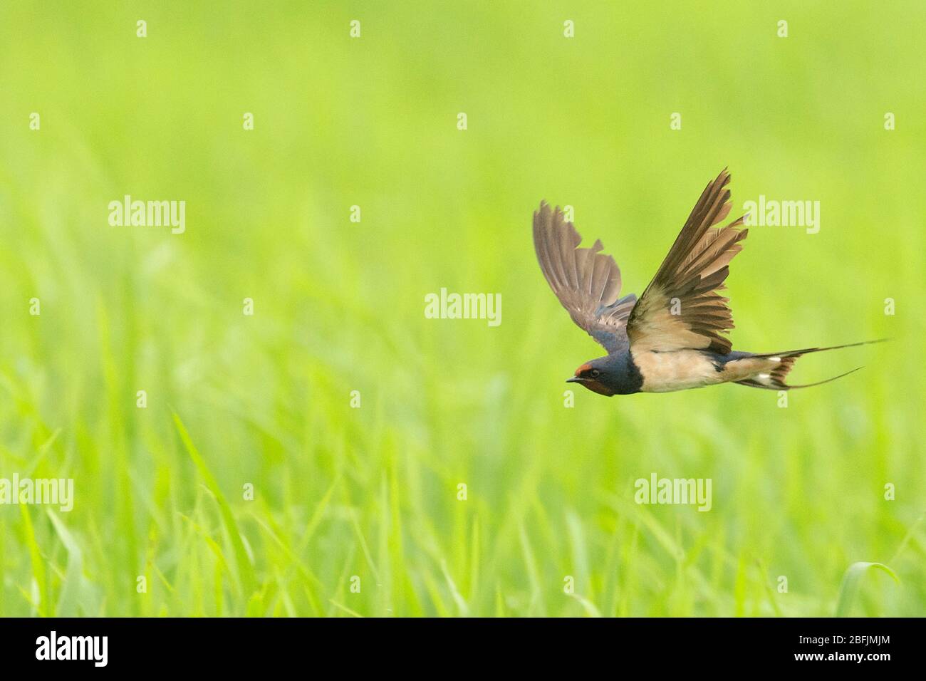 Barn swallow flight hi-res stock photography and images - Alamy