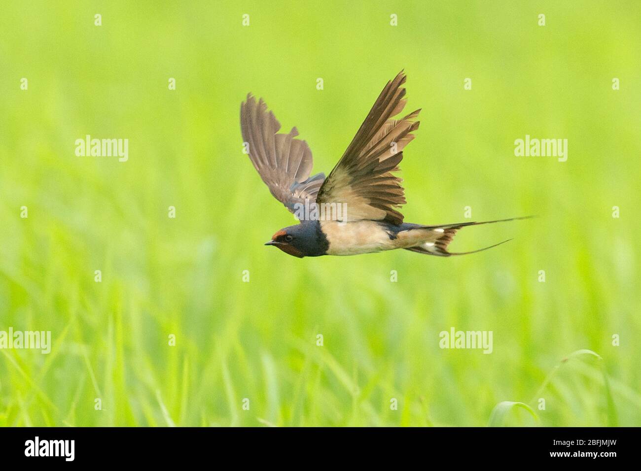 Barn swallow (Hirundo rustica) in flight Stock Photo - Alamy