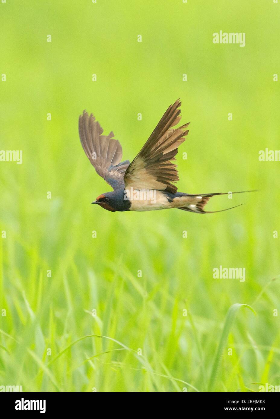 Barn swallow flight hi-res stock photography and images - Alamy