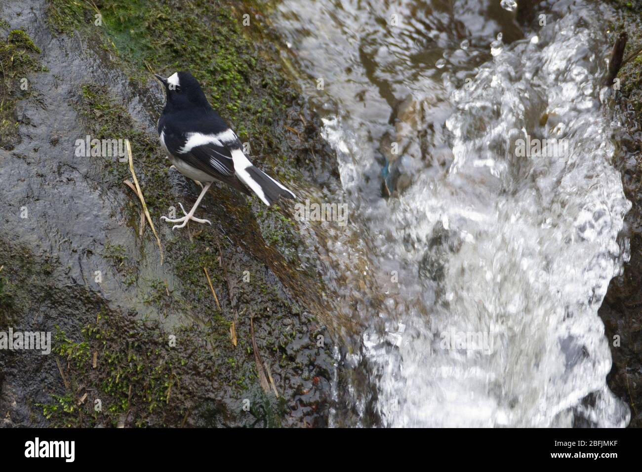Little forktail hi-res stock photography and images - Alamy