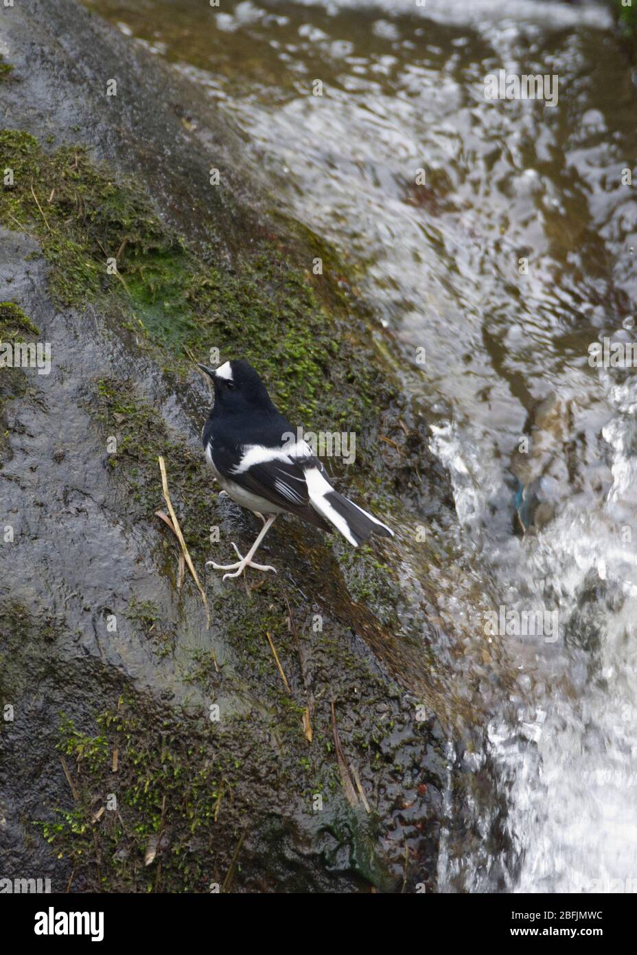 Forktail bird hi-res stock photography and images - Alamy