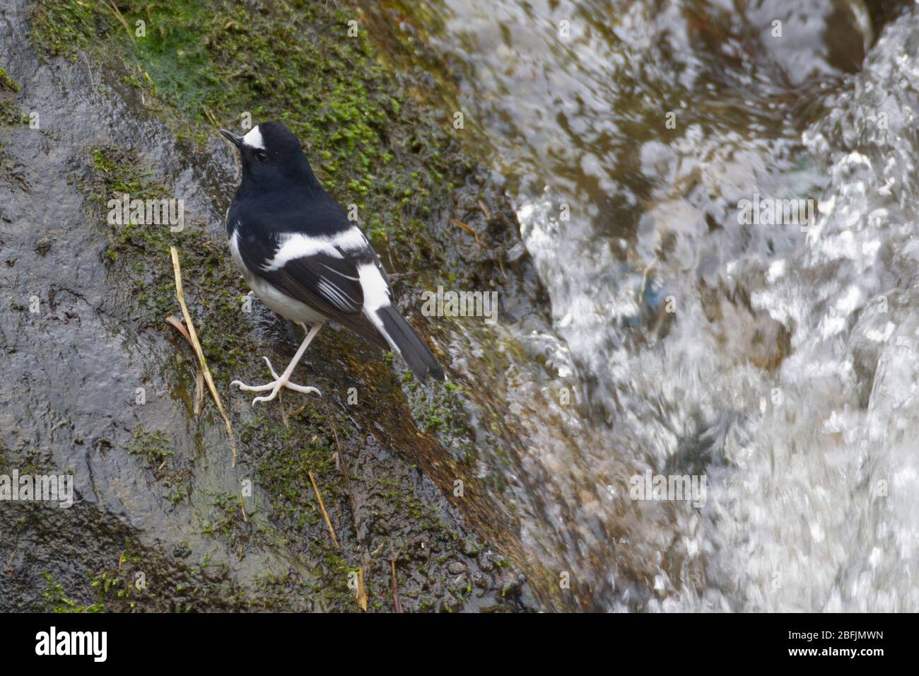 Forktail bird hi-res stock photography and images - Alamy
