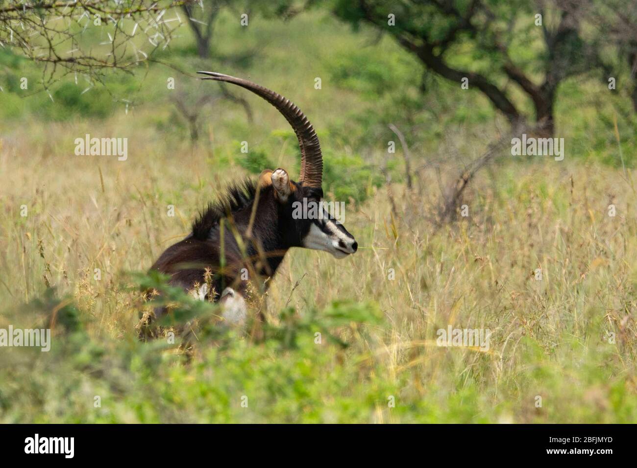 Sable hair hi-res stock photography and images - Alamy