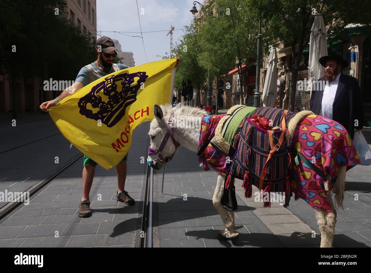 Jerusalem, Israel. 19th April, 2020. Young Israeli fits his donkey with ...